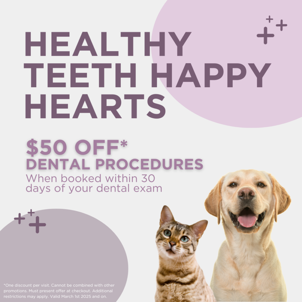 New Client Special | Tanglewilde Veterinary Clinic